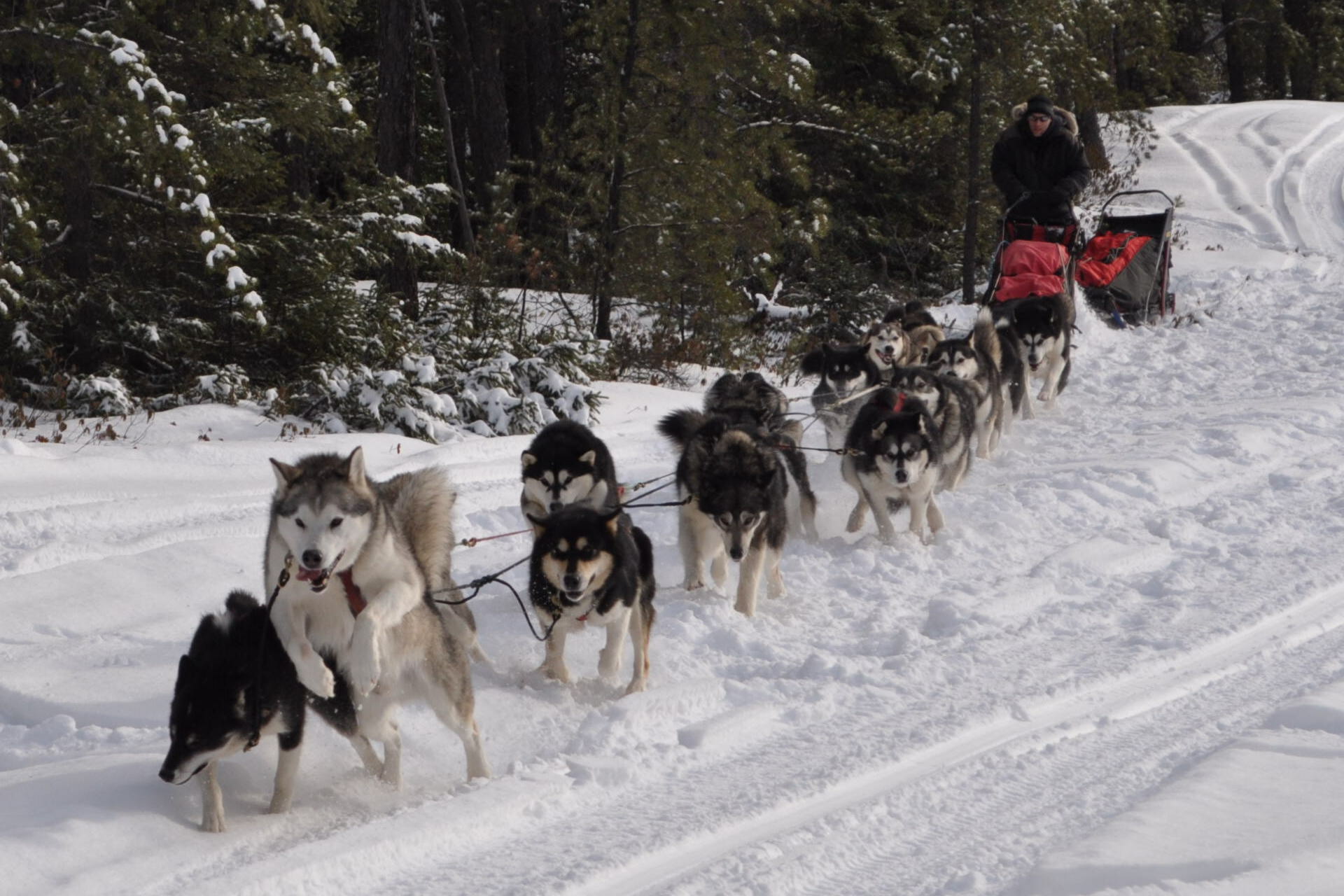 Nordiclight Malamute | Éleveur Canadien de Malamutes d'Alaska, chenil ...