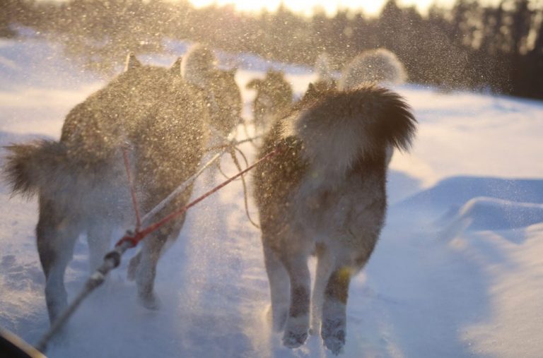 Nordiclight Malamute | Éleveur Canadien de Malamutes d'Alaska, chenil ...